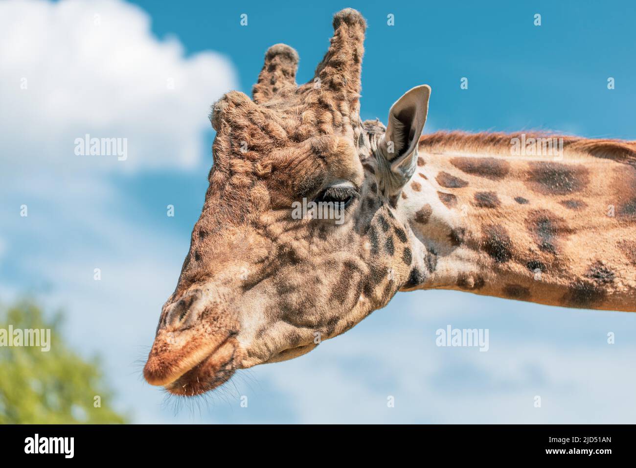 Head Shot Of Giraffe In Zoo Stock Photo - Alamy