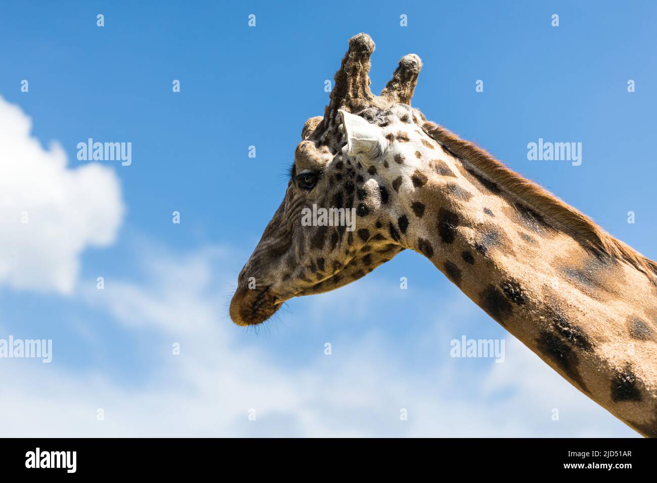 Head Shot Of Giraffe In Zoo Stock Photo - Alamy