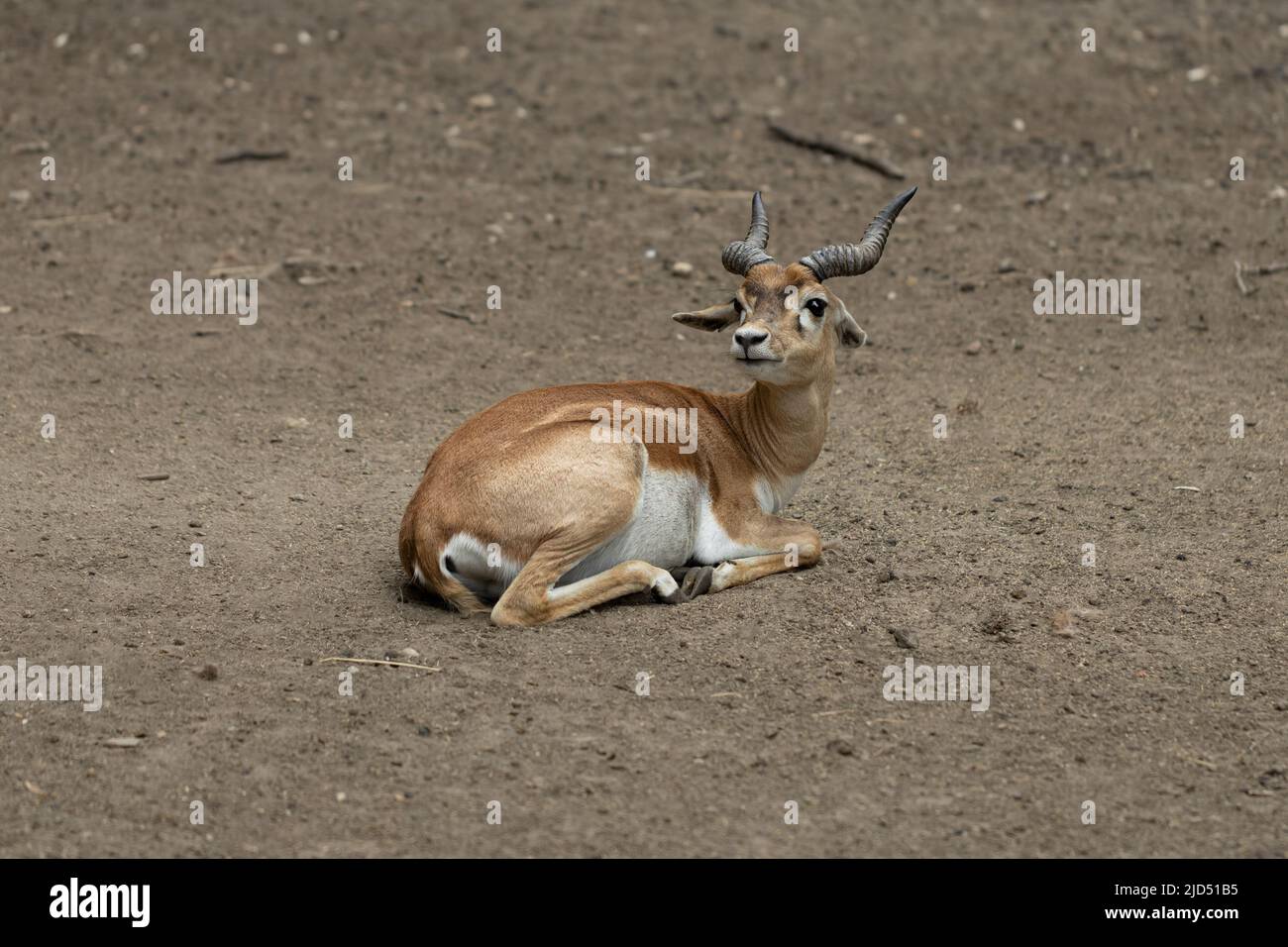 Young Male Blackbuck Antelope In Zoo Stock Photo - Alamy