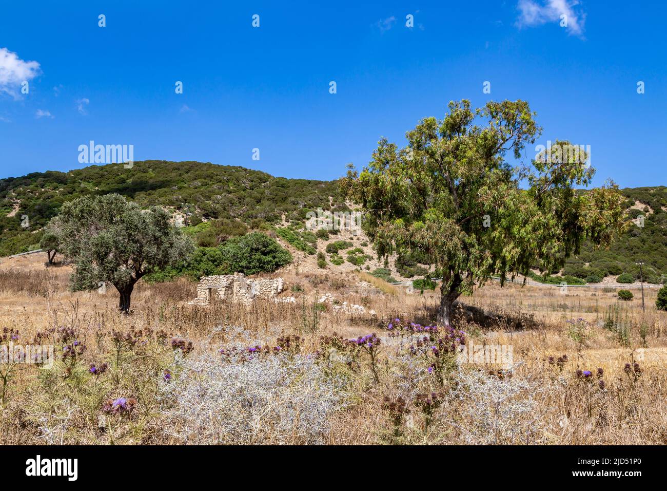 Trees and an old building along the remote Karpas Peninsula in Northern ...