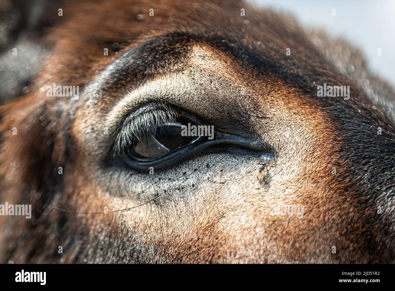 A close up of a donkeys eye, with a shallow depth of field Stock Photo ...