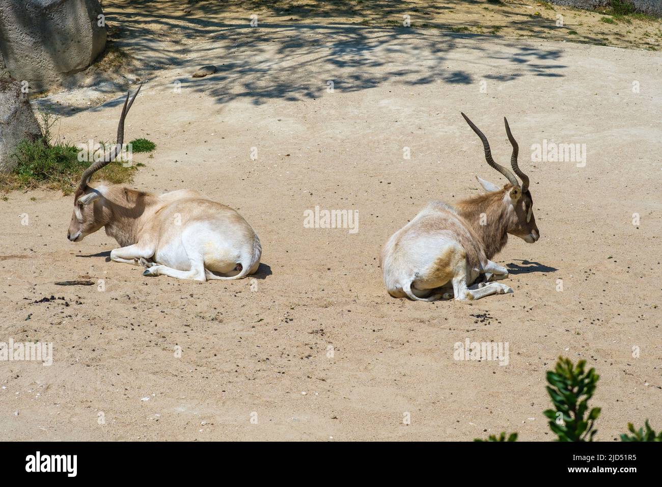 View of Addax, also known as the white antelopes eating and resting ...