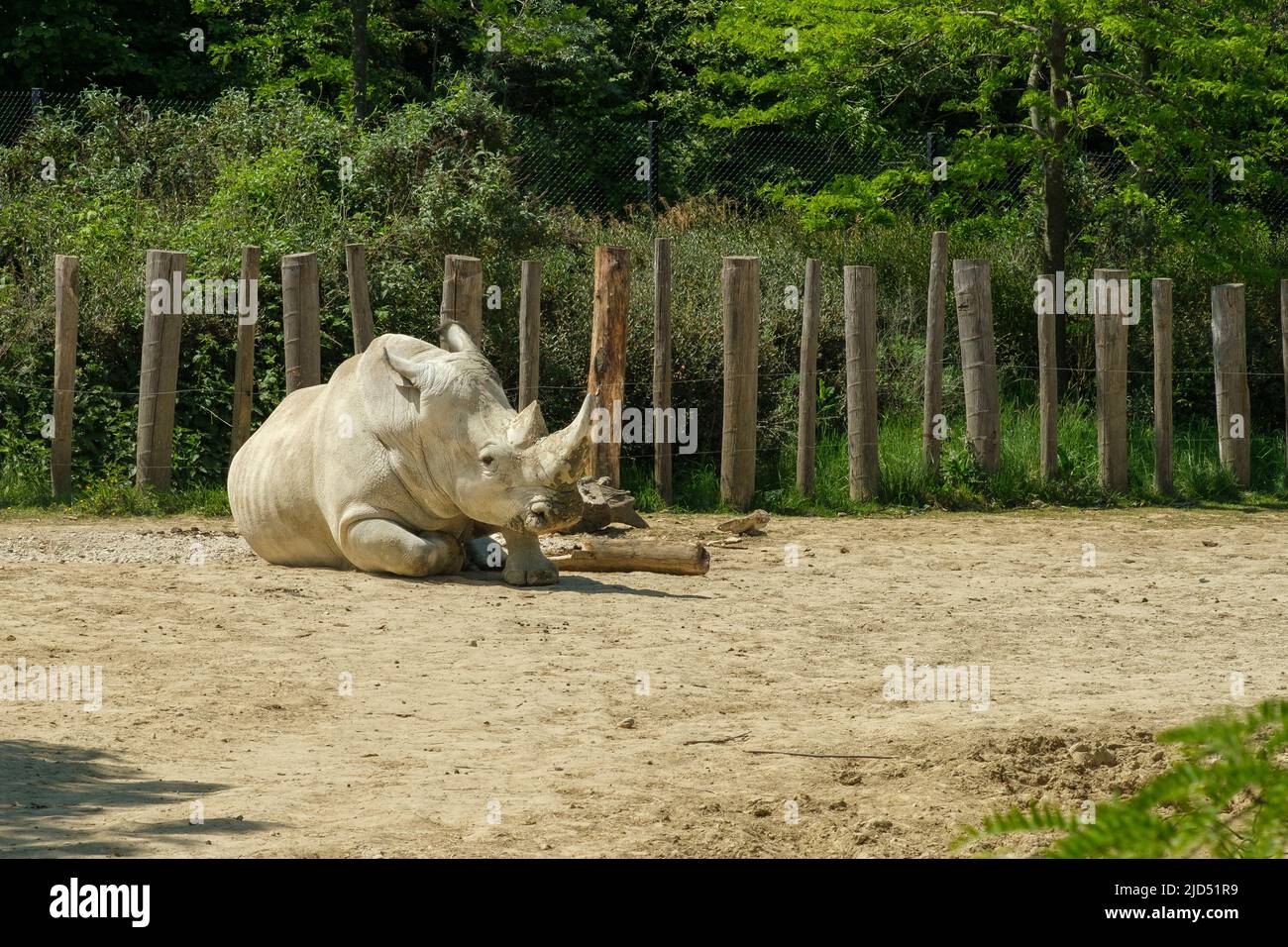 View of a Rhinoceros sitting on the ground at daytime Stock Photo - Alamy