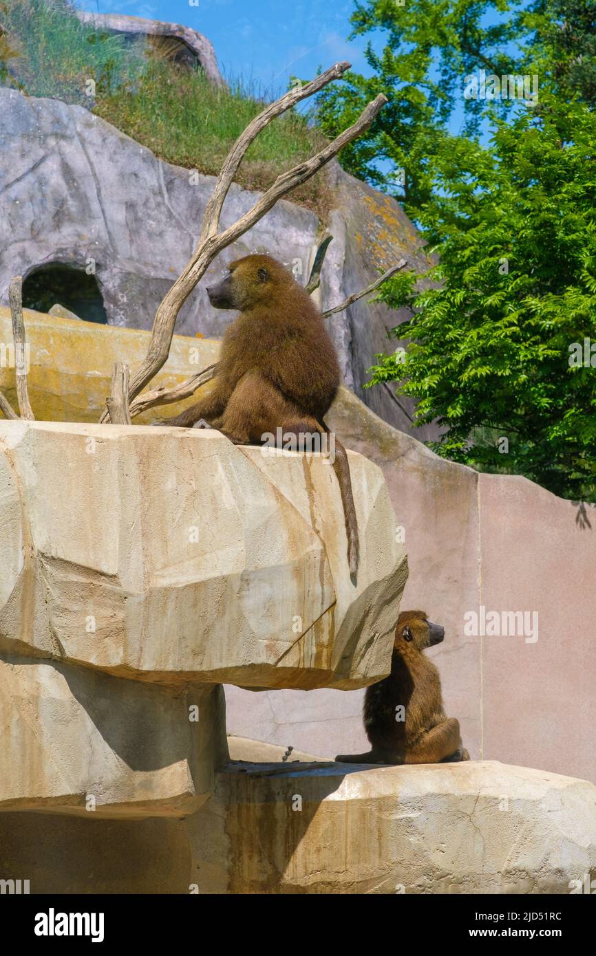 Monkey brains hi-res stock photography and images - Alamy