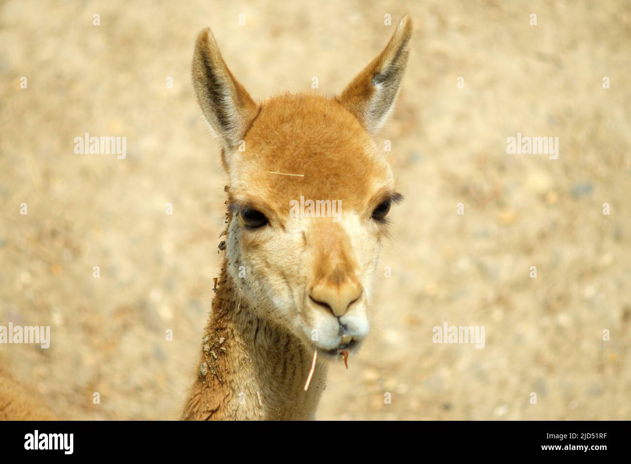 Baby guanacos hi-res stock photography and images - Alamy