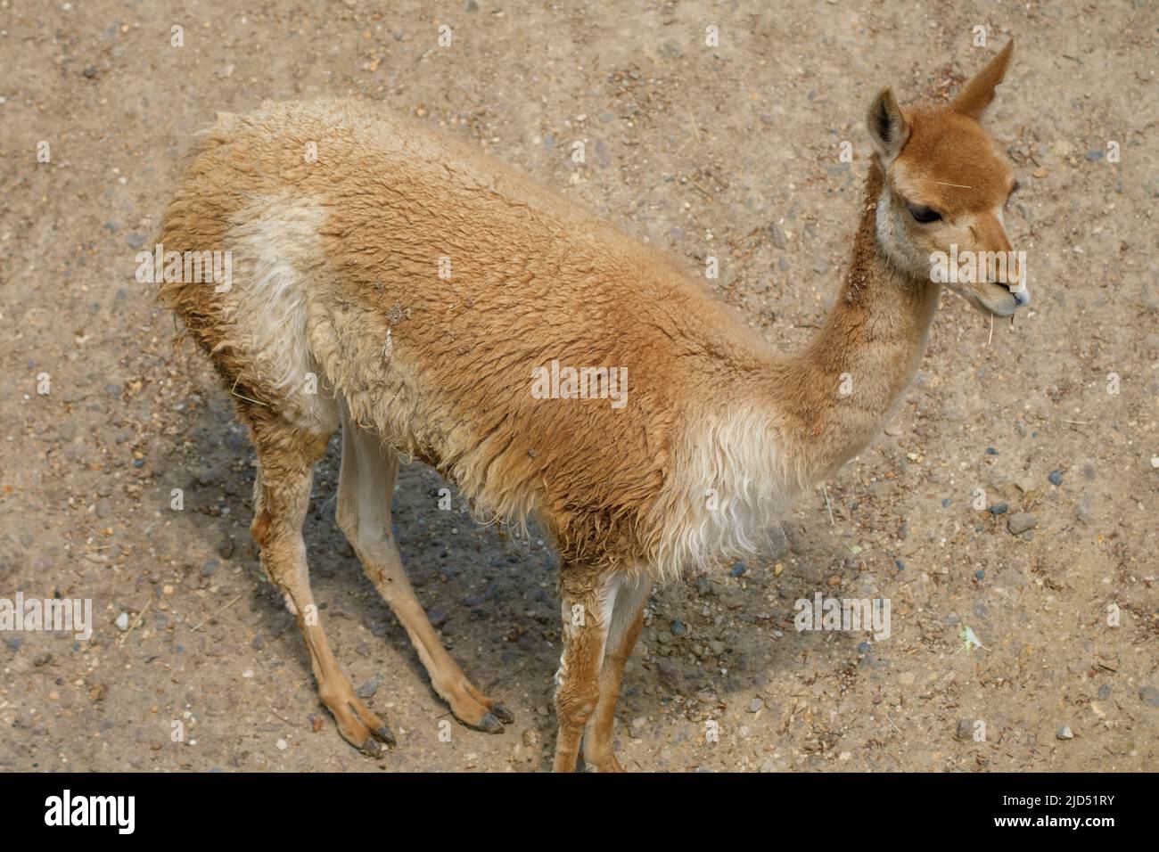 View of a beautiful Guanaco standing and watching Stock Photo - Alamy