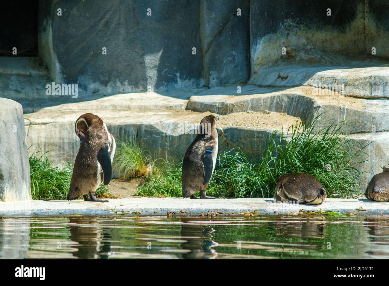 View of beautiful and cute penguins Stock Photo - Alamy