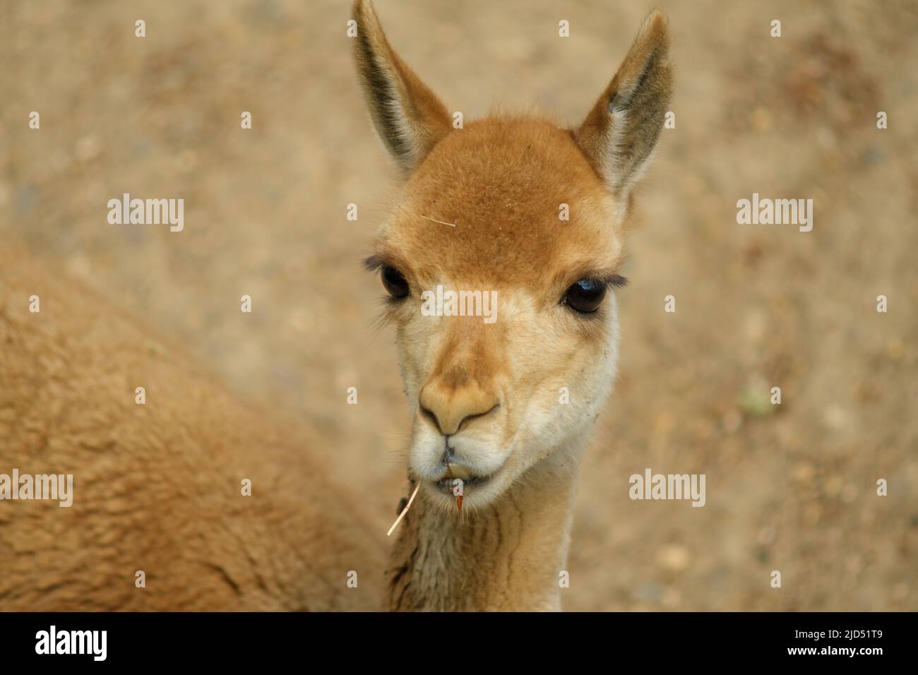 Closeup view of the head of a Guanaco Stock Photo - Alamy