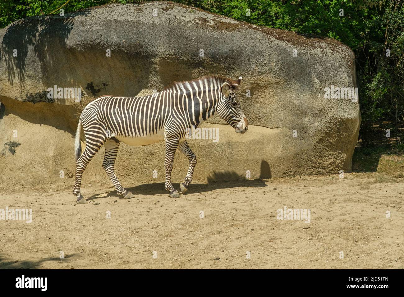 View of a beautiful zebra walking Stock Photo - Alamy