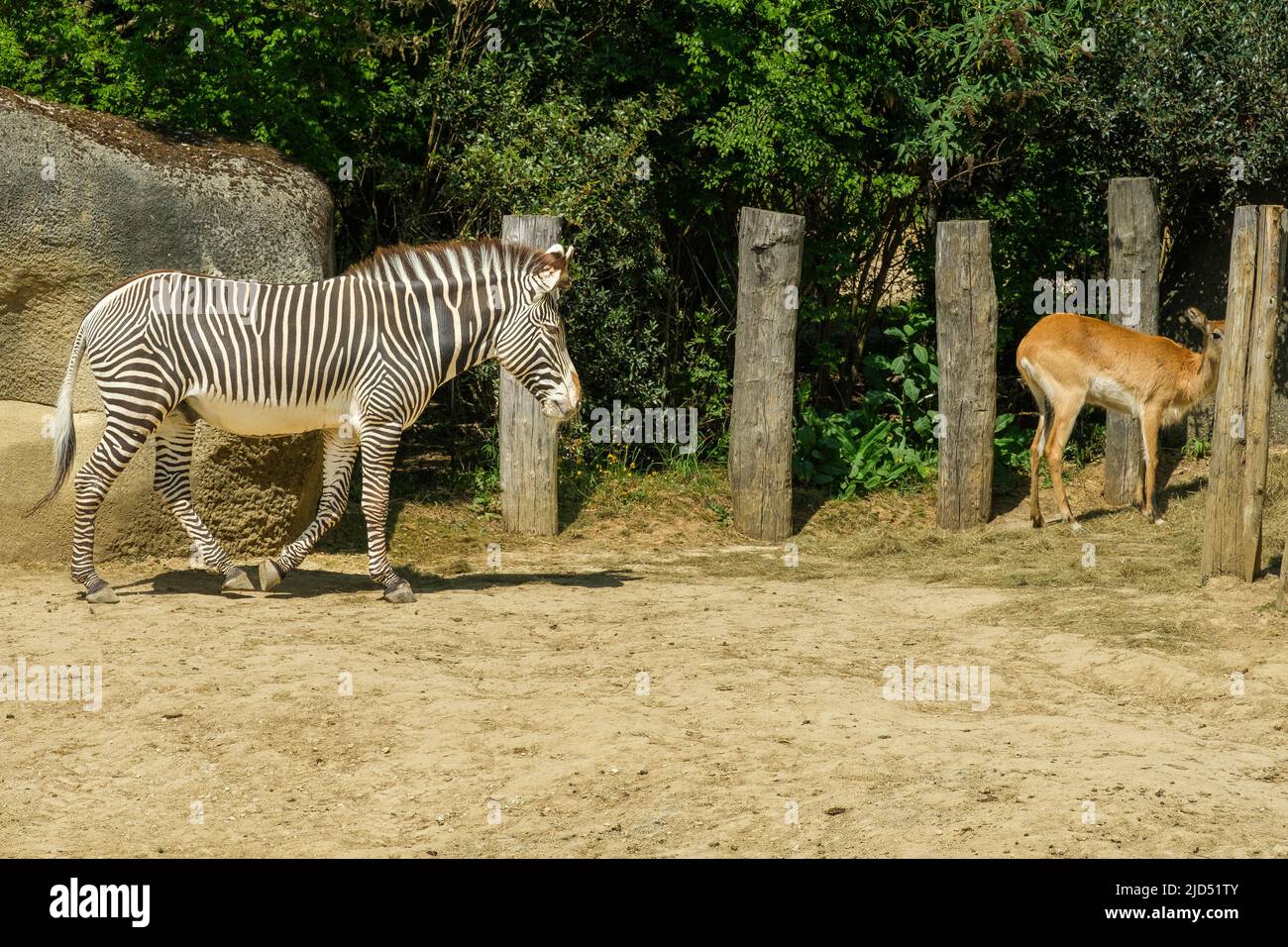 A beautiful zebra approaching a small deer Stock Photo - Alamy