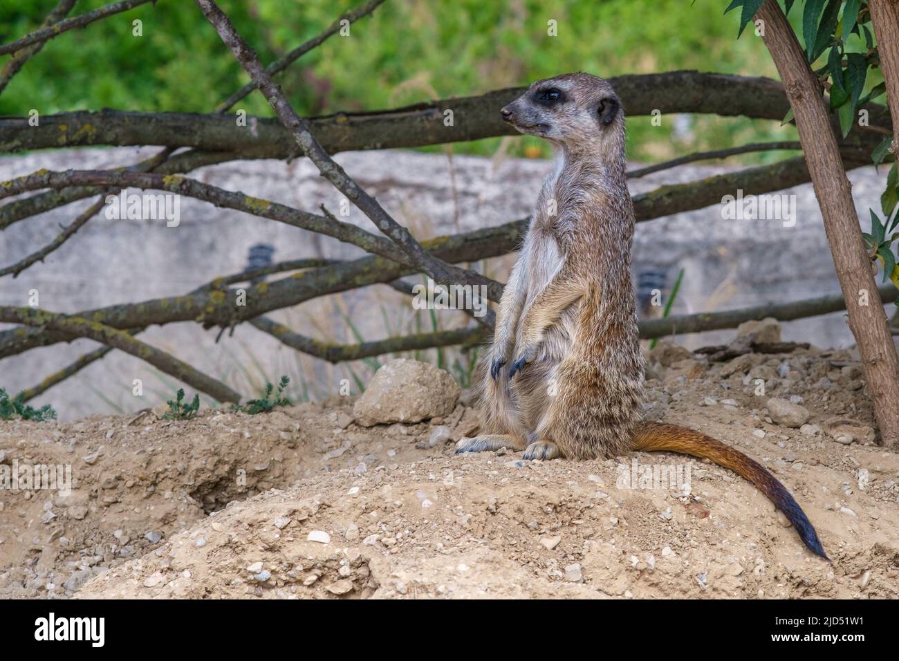View of a single Meerkat standing on his feet and looking Stock Photo ...