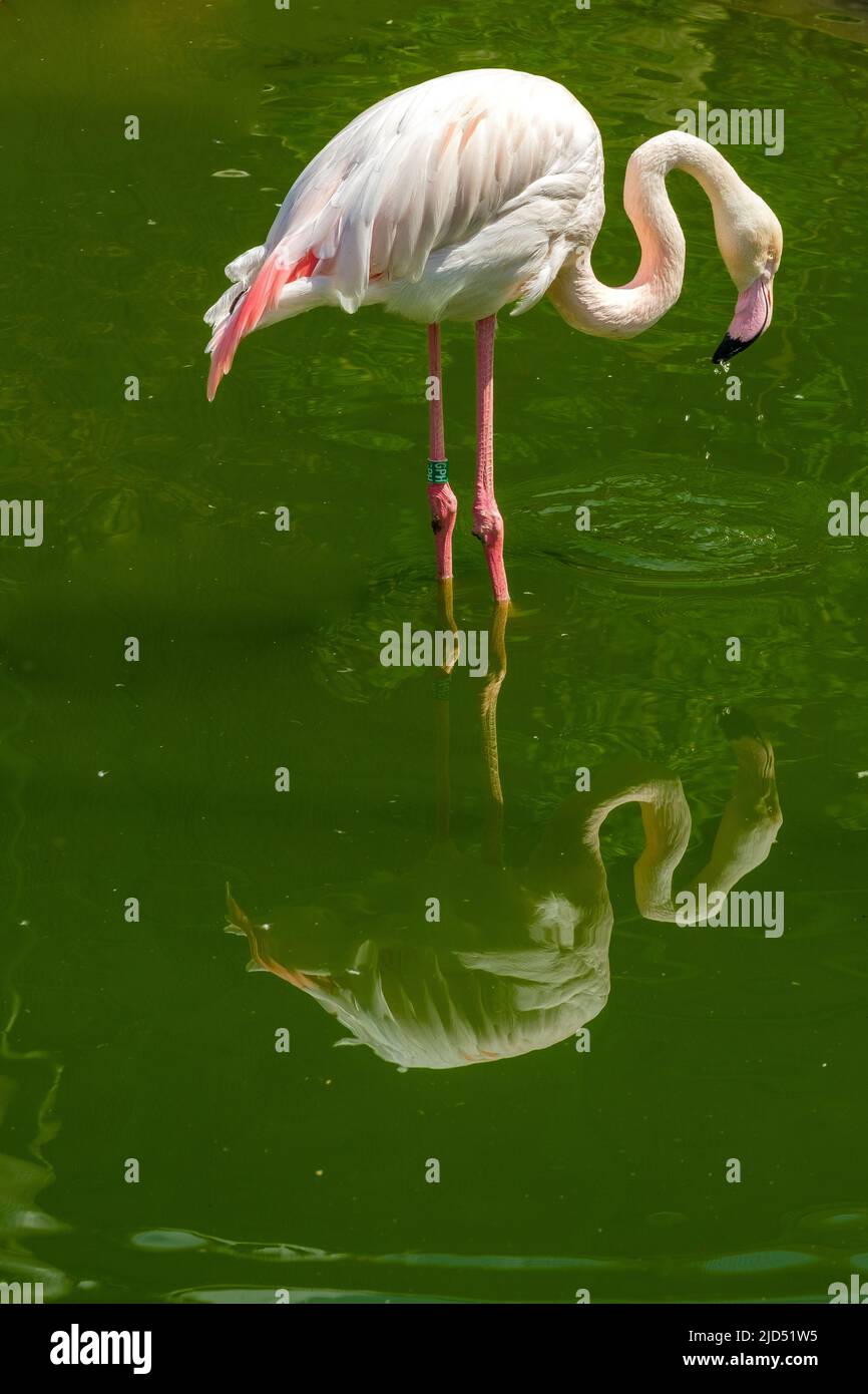 View of a beautiful single pink Flamingo looking at its reflection ...