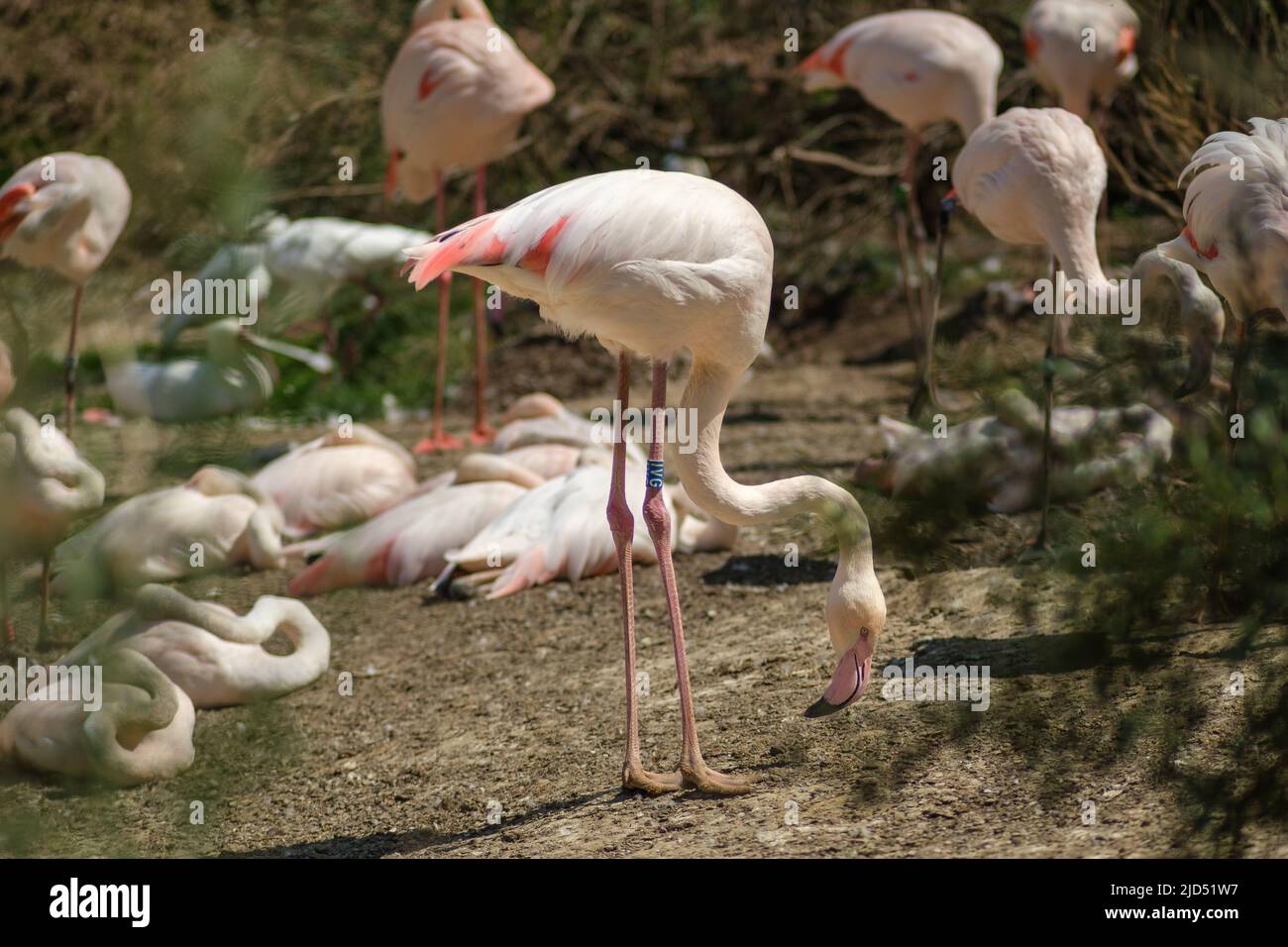 View of Flamingo eating and others lying around Stock Photo - Alamy