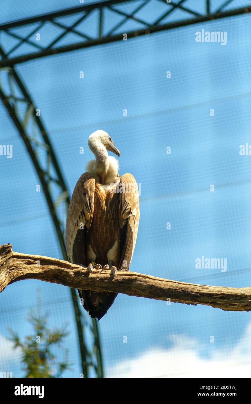A vulture sitting on a tree Stock Photo - Alamy