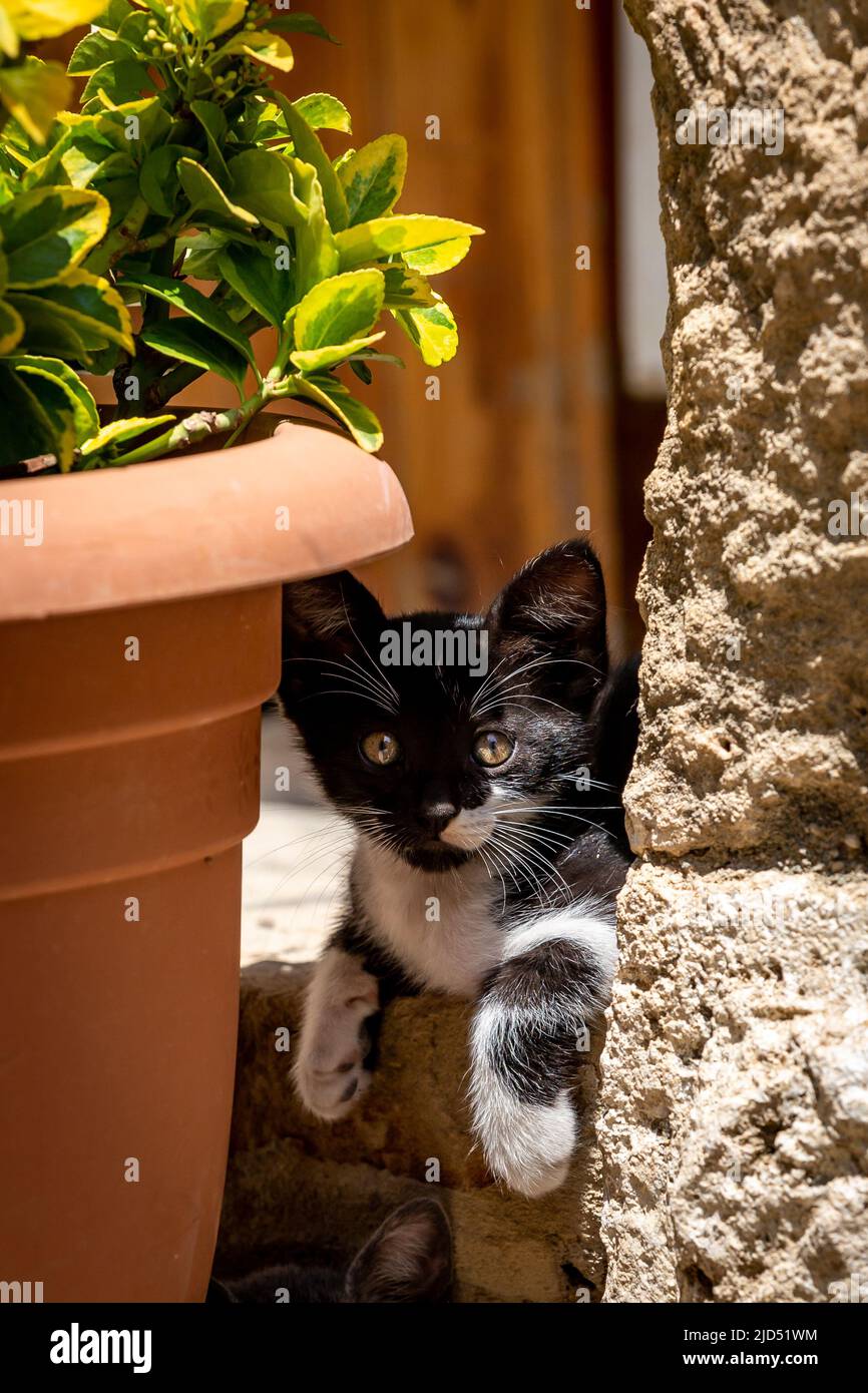Animal seeking shade hi-res stock photography and images - Alamy
