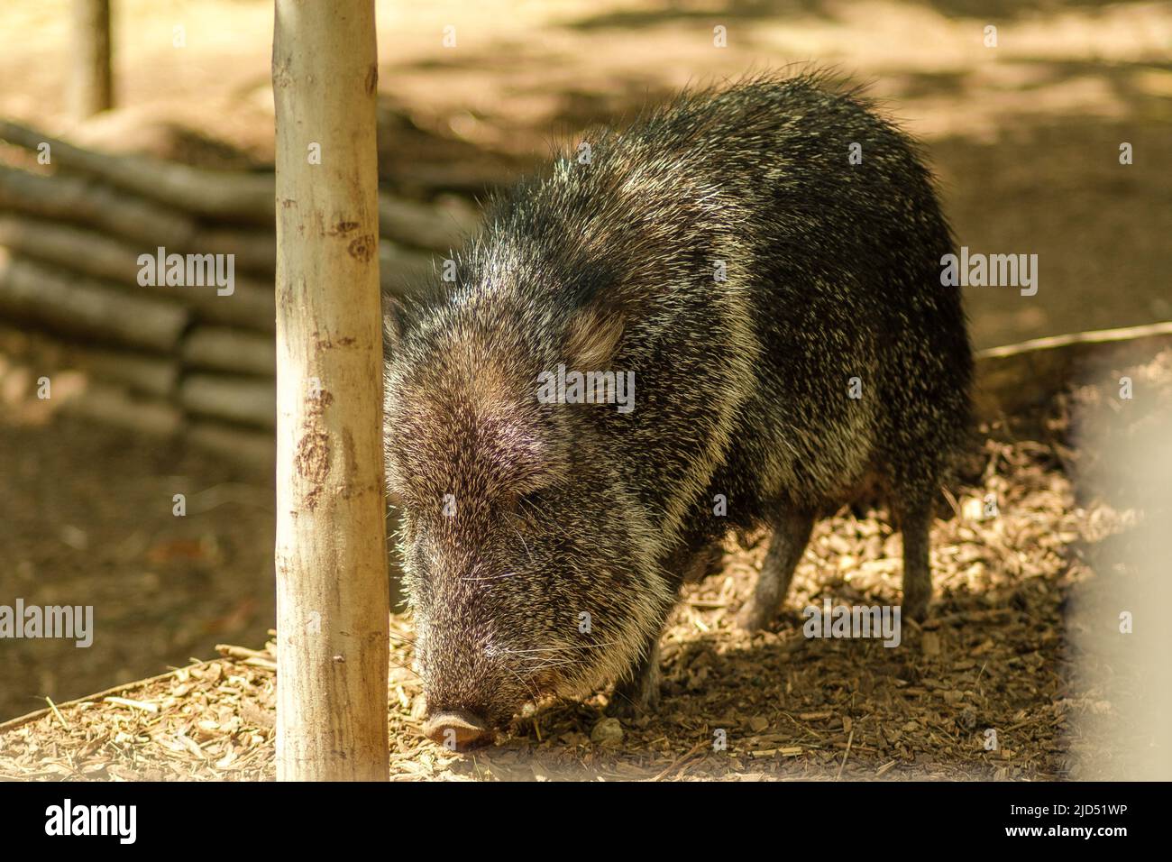View of a wild boar eating Stock Photo - Alamy