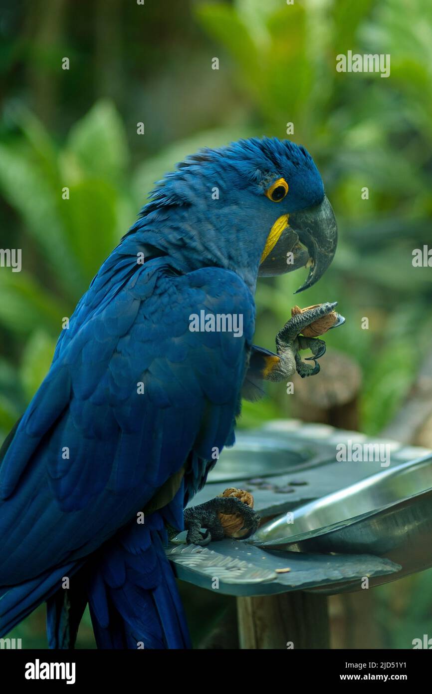 A beautiful blue parrot also known as the Hyacinth Macaw eating in the ...