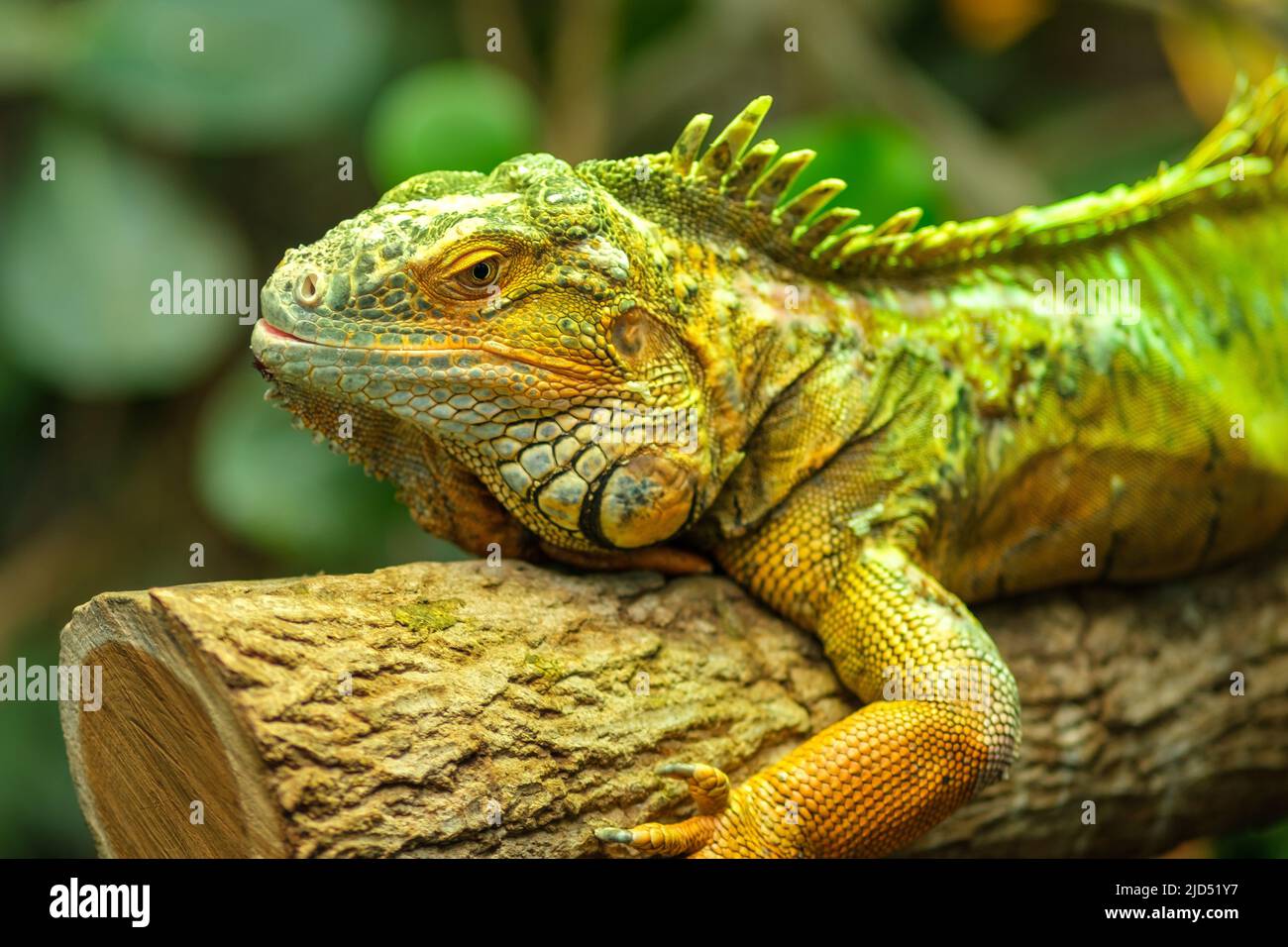 Close up view of a green Iguana resting on a tree Stock Photo - Alamy