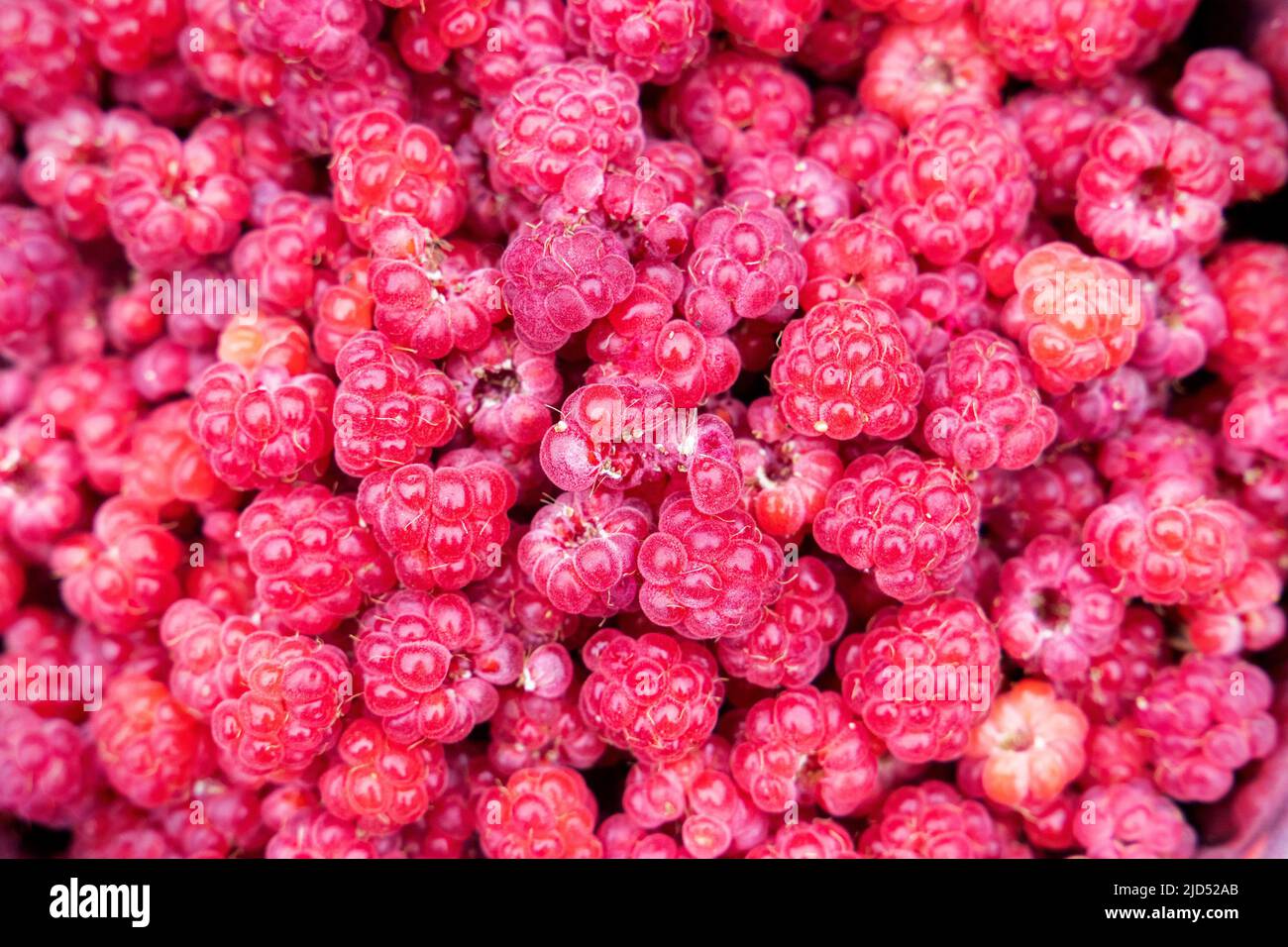 Rubus idaeus raspberry hi-res stock photography and images - Alamy