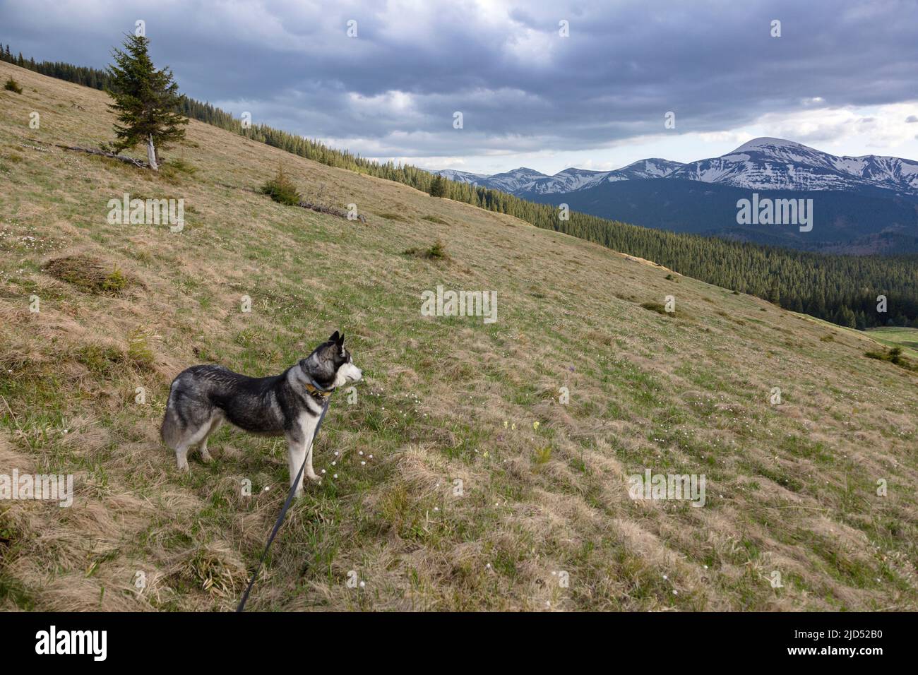 Hiking siberian husky dog in the green meadow in front of snowy peaks ...