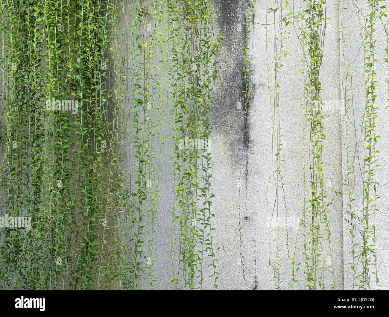 Leaf vines hanging down hi-res stock photography and images - Alamy