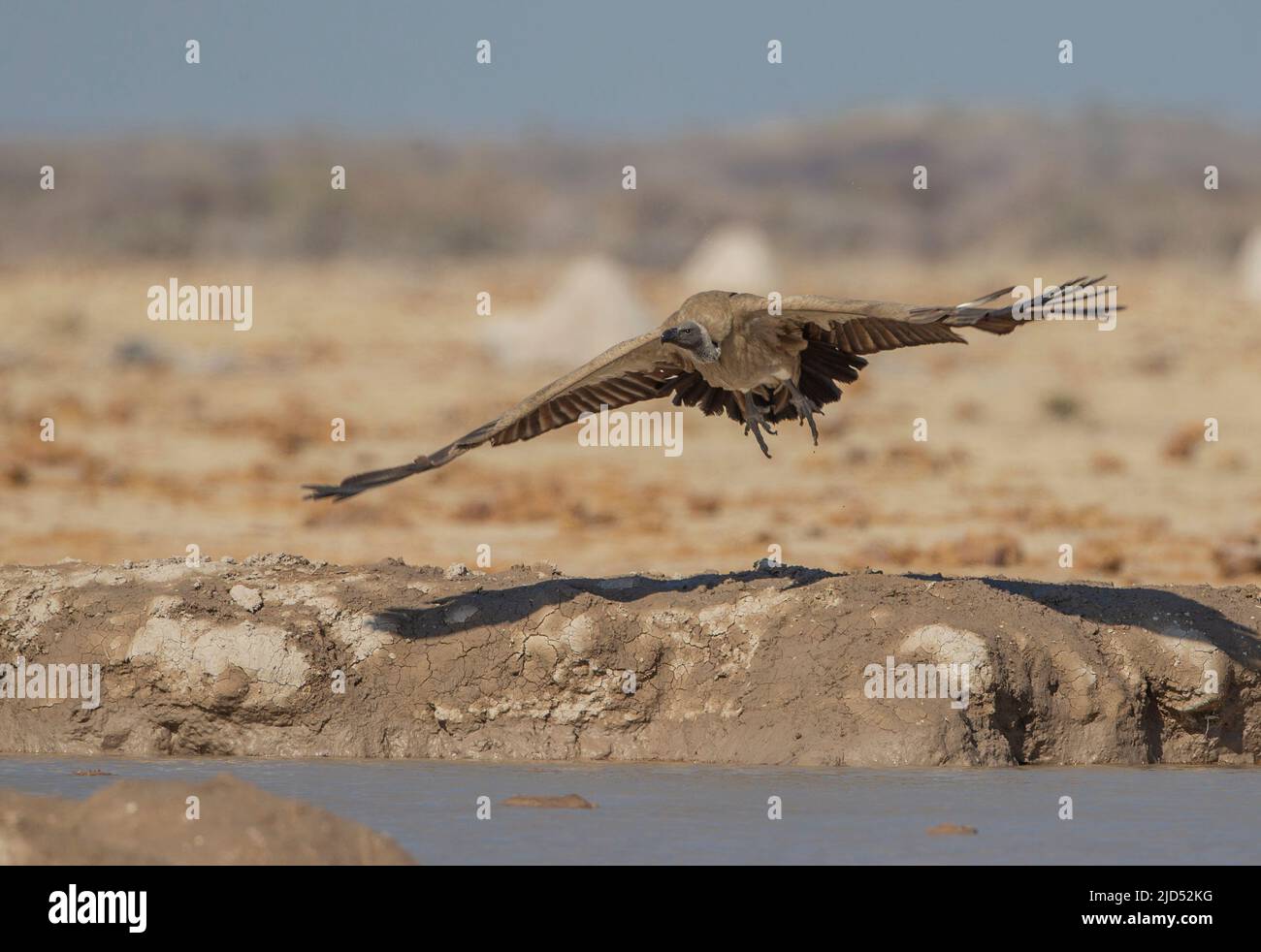 White backed vulture flying hi-res stock photography and images - Alamy