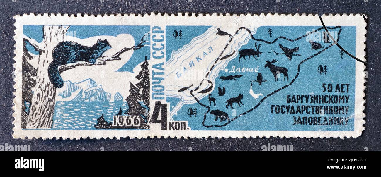 Cancelled postage stamp printed by Soviet Union, that shows Sable ...