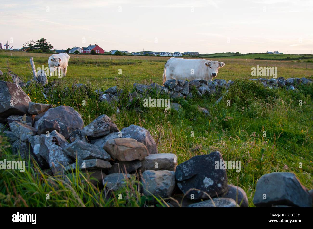 Stone walls divide fields in Doolin, Ireland Stock Photo - Alamy