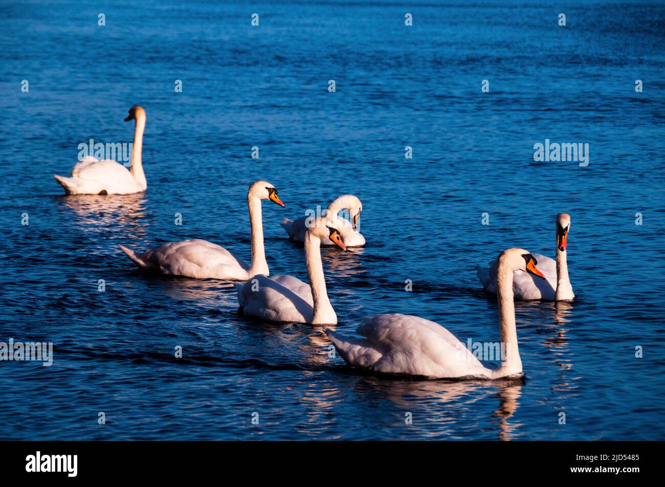 Swans on River Corrib Quay in Galway, Ireland Stock Photo - Alamy