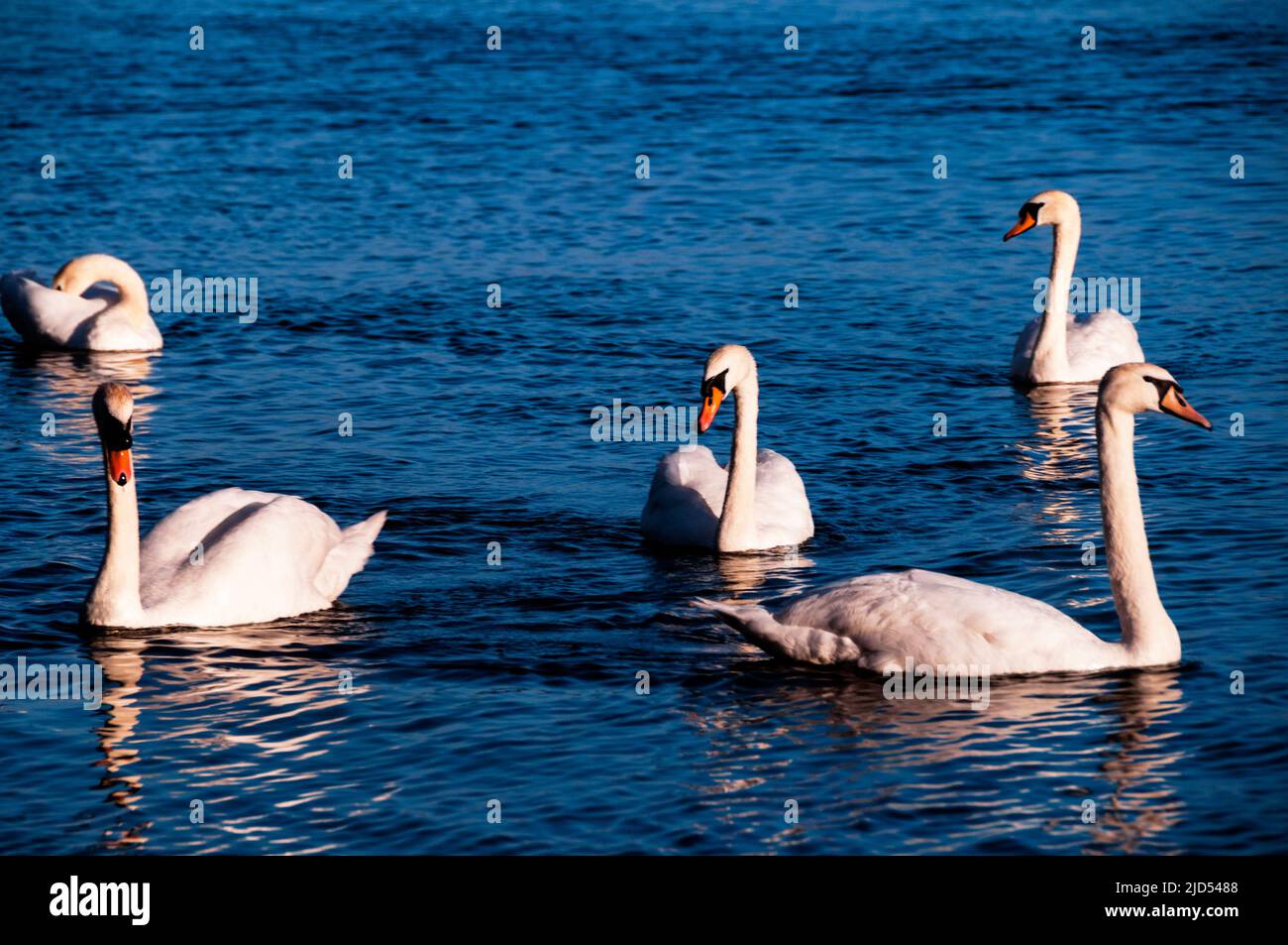 Swans on River Corrib Quay in Galway, Ireland Stock Photo - Alamy