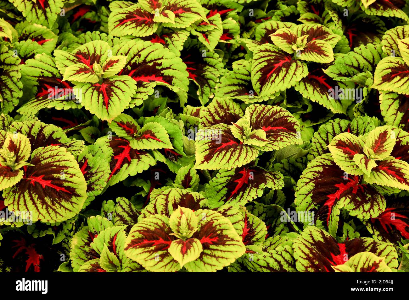 Beautiful Coleus Rainbow Mix background in the garden Stock Photo - Alamy