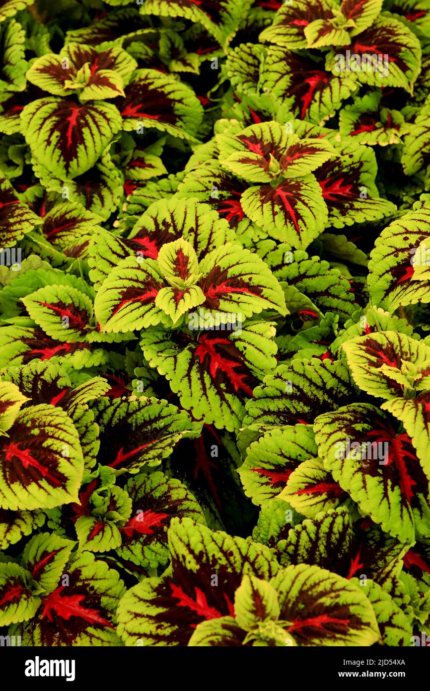 Beautiful Coleus Rainbow Mix background in the garden Stock Photo - Alamy