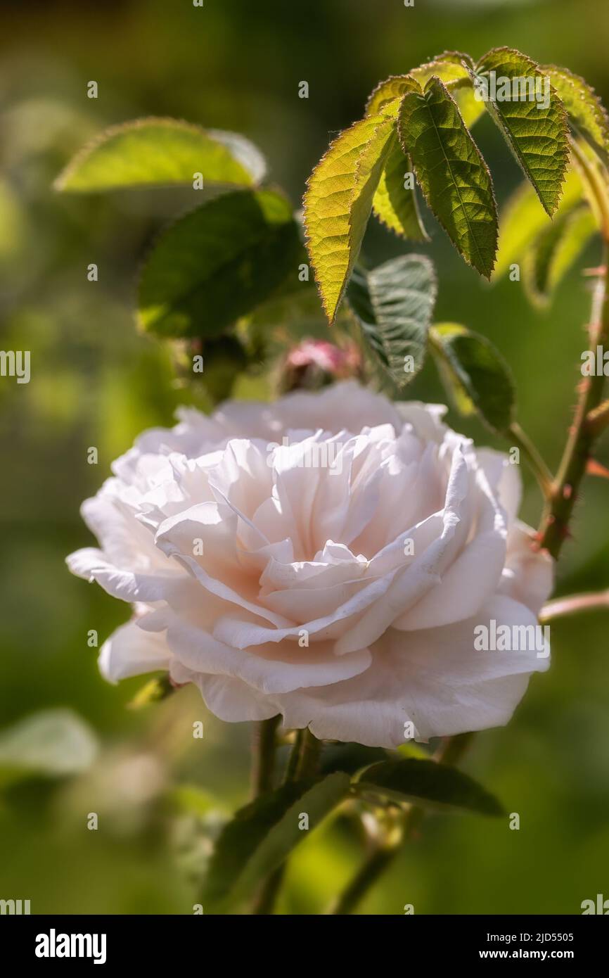 Rose belle isis hi-res stock photography and images - Alamy