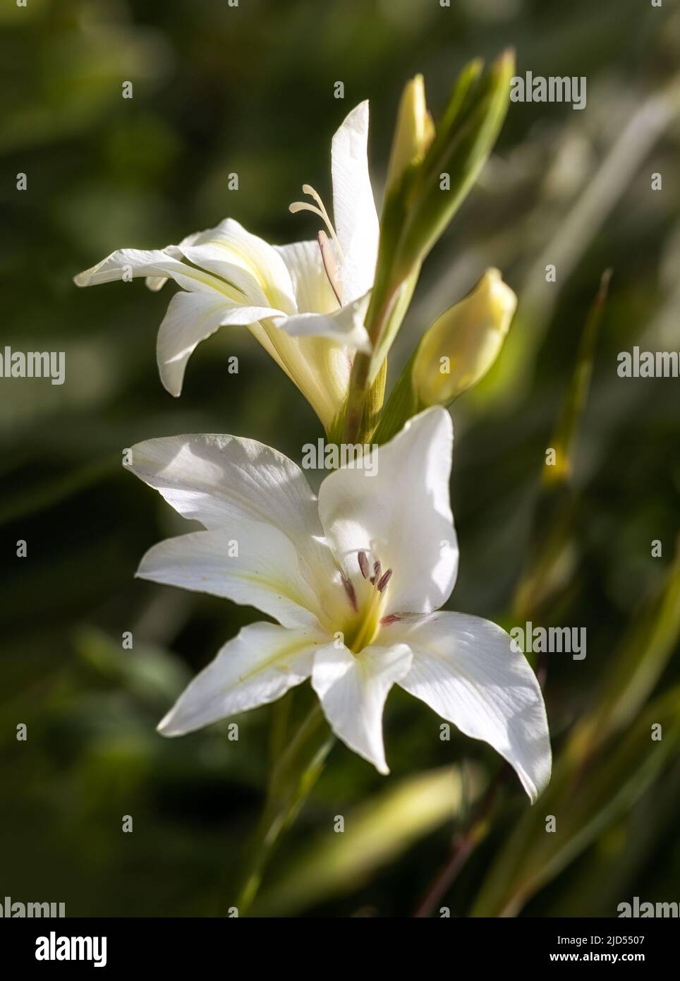 Flowers of Gladioli Gladiolus 'The Bride in a garden in summer Stock ...