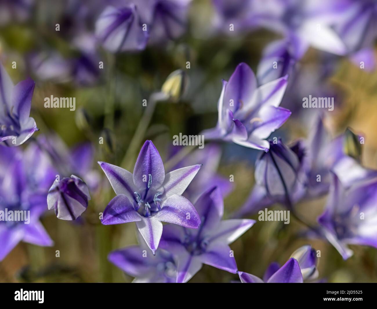 Triteleia rudy hi-res stock photography and images - Alamy