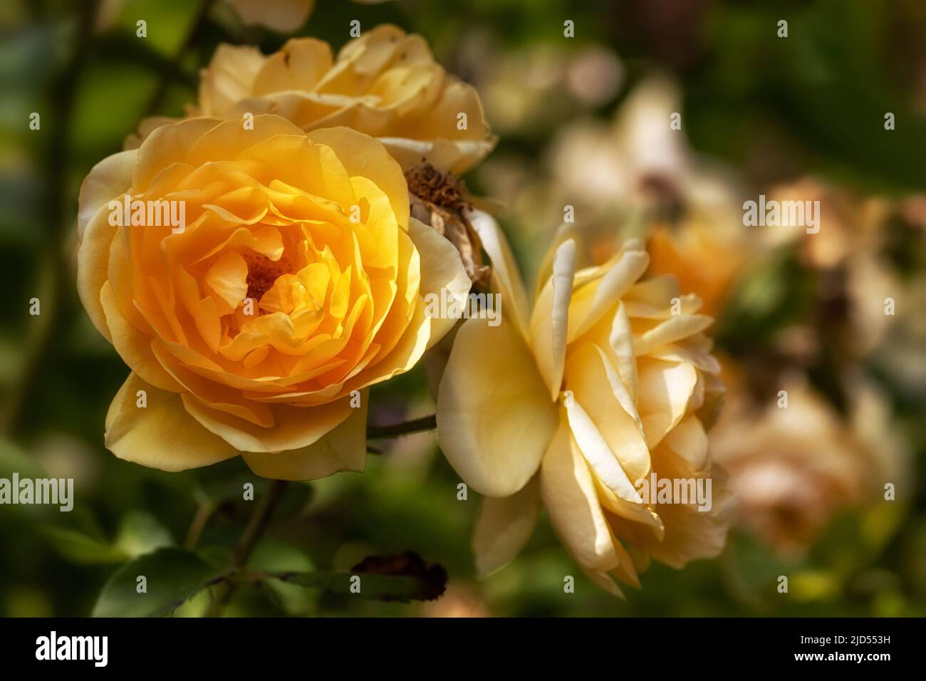 Graham thomas rose hi-res stock photography and images - Alamy