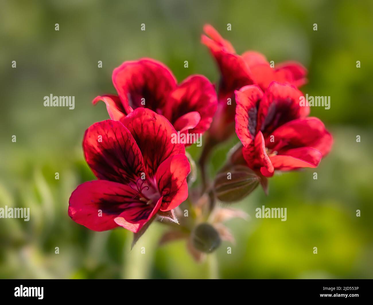 Pelargonium unique hi-res stock photography and images - Alamy