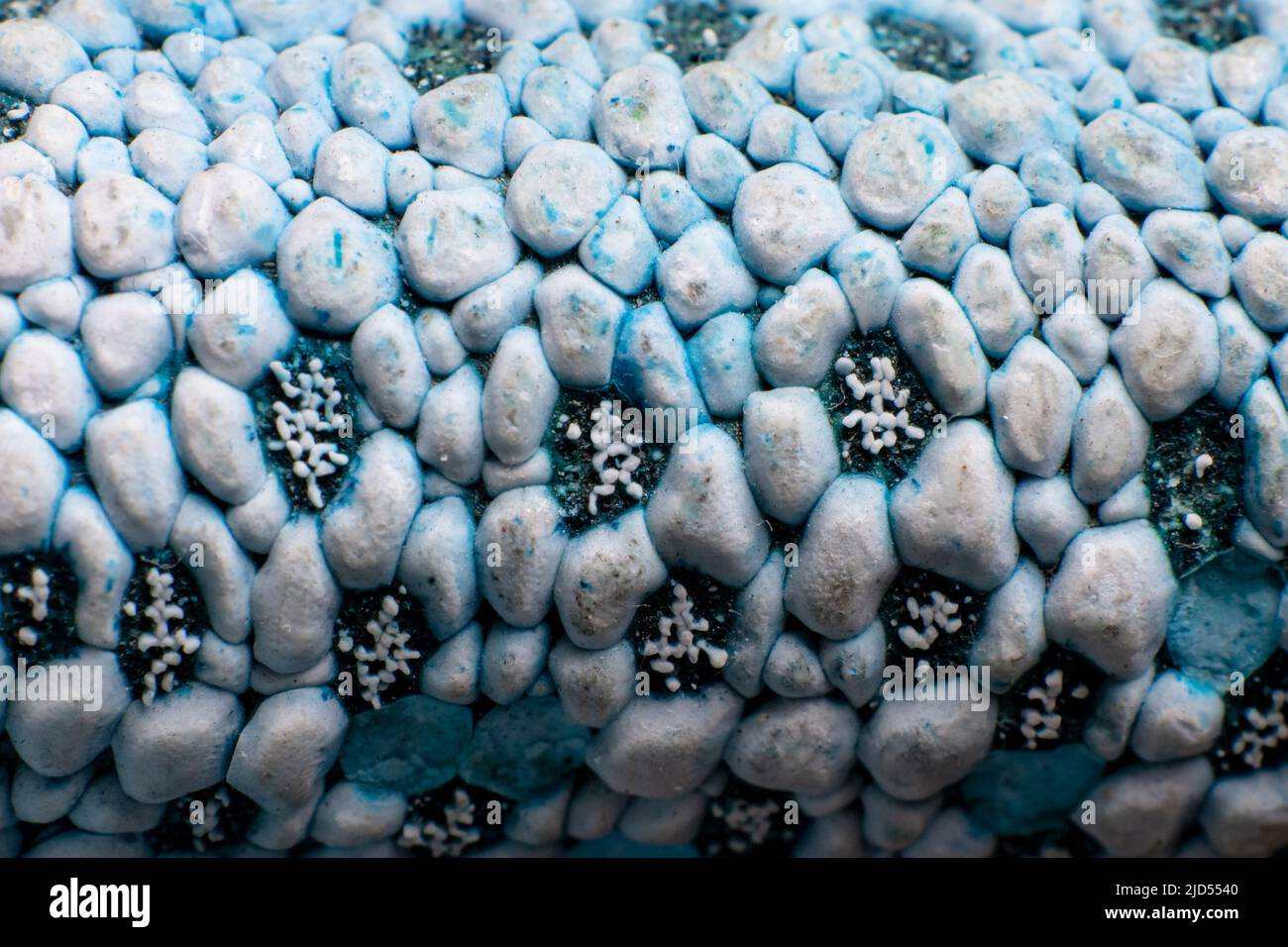 Turquoise starfish texture closeup. Marine background Stock Photo - Alamy