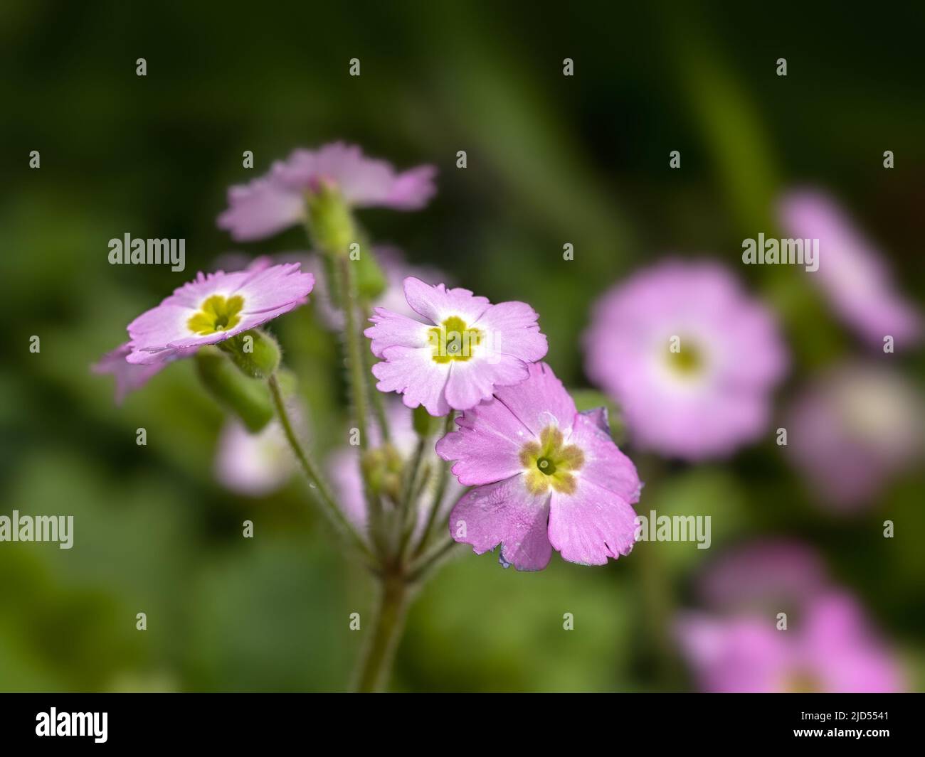 Ooh hi-res stock photography and images - Alamy