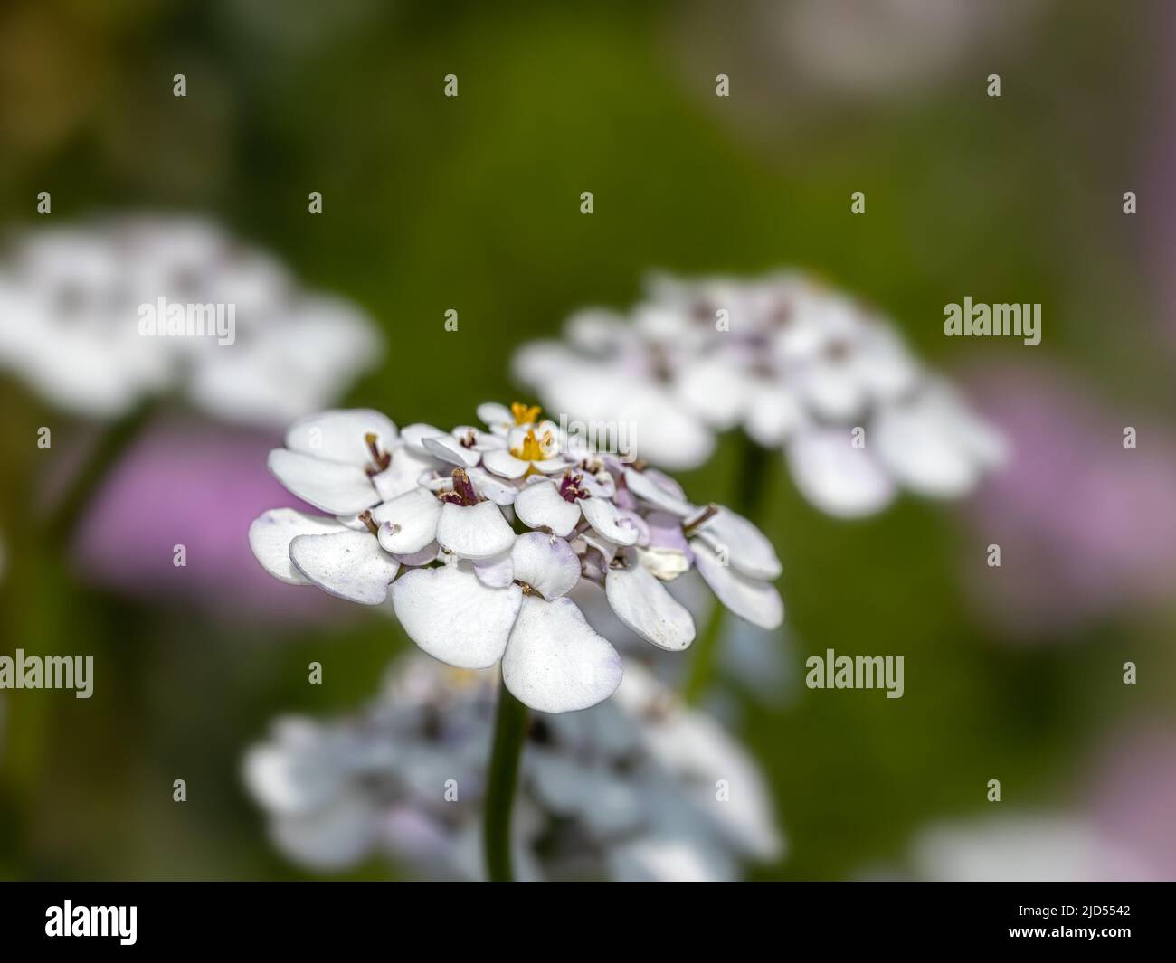 Flowers of Candytuft (Iberis 'Masterpiece') in a garden in summer Stock ...