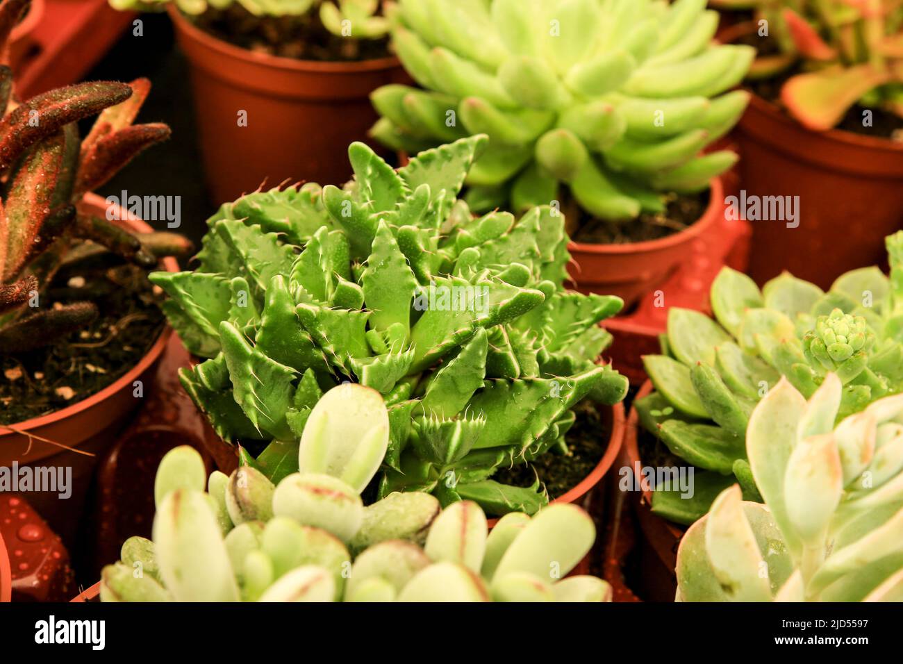 Pots of different kind of cactus and succulents in a garden Stock Photo ...