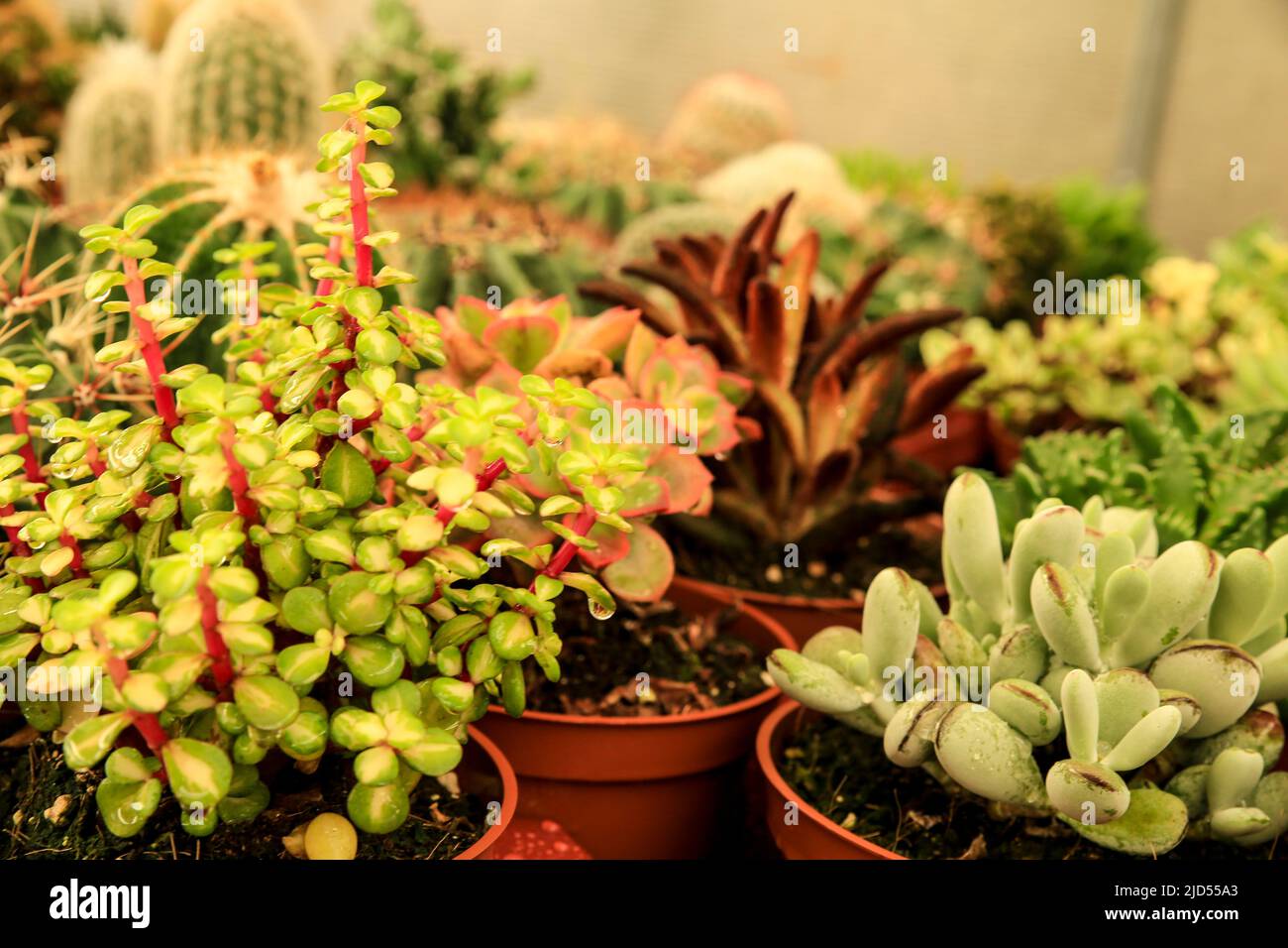 Pots of different kind of cactus and succulents in a garden Stock Photo ...