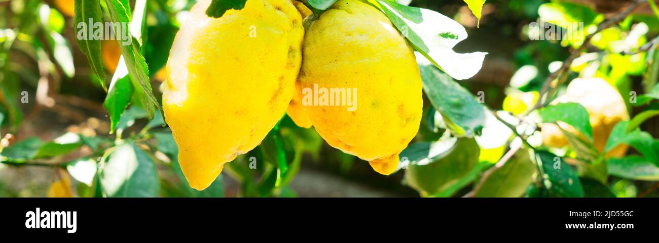 Lemon garden of Sorrento Stock Photo - Alamy