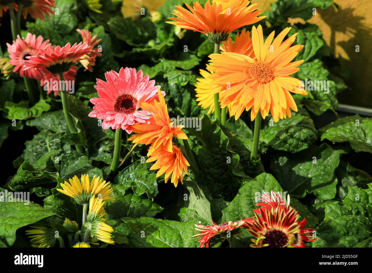 Colorful Gerbera Jamesonii Bolus plants in the garden Stock Photo - Alamy