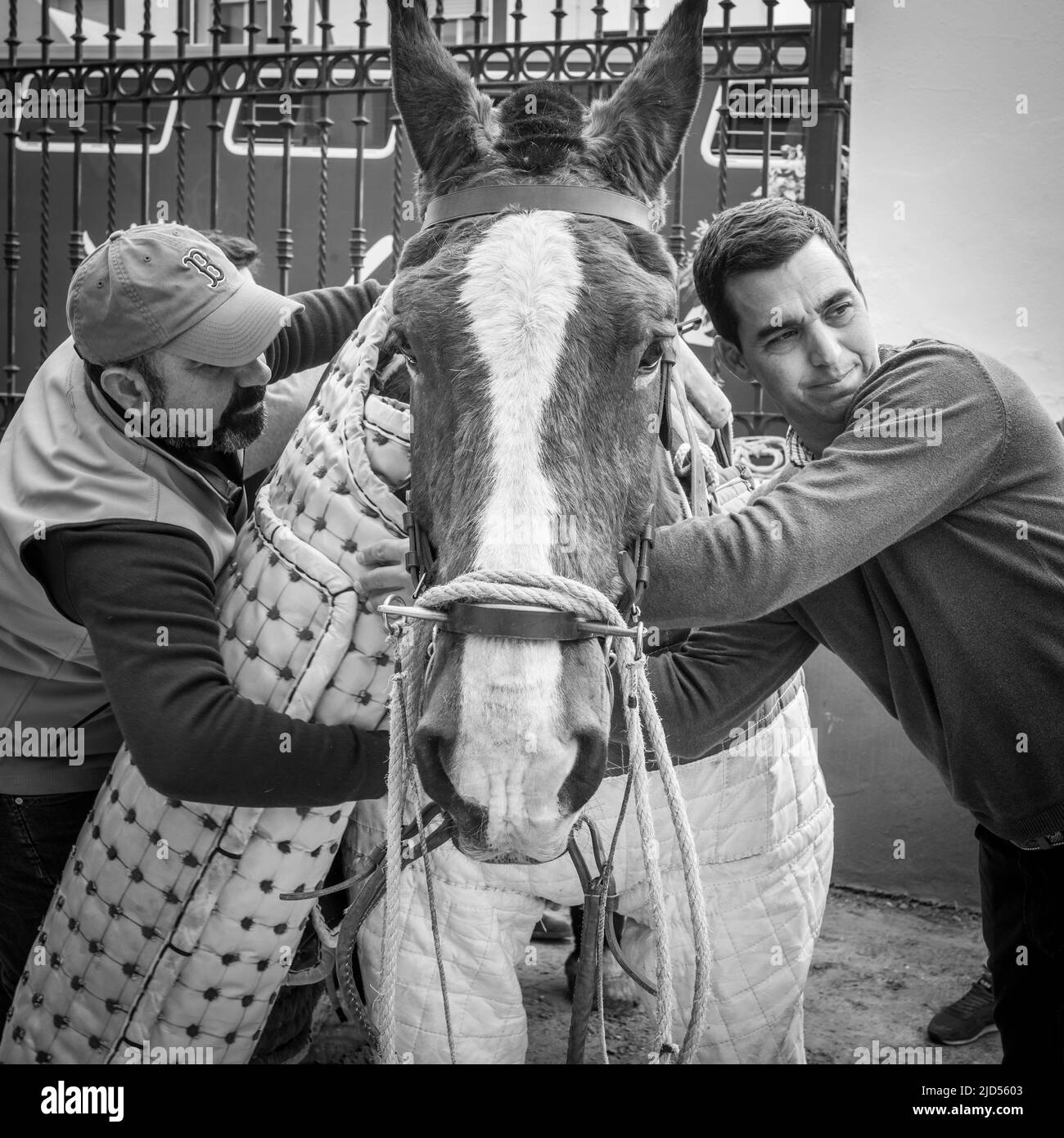 Bullfighting in Cantillana, Spain Stock Photo - Alamy