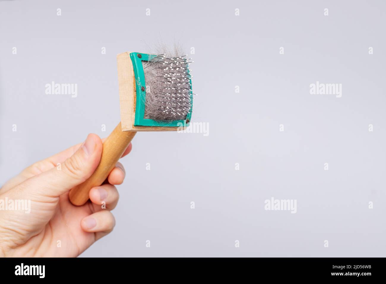 carding and comb with pet hair isolated on white background. Grooming ...
