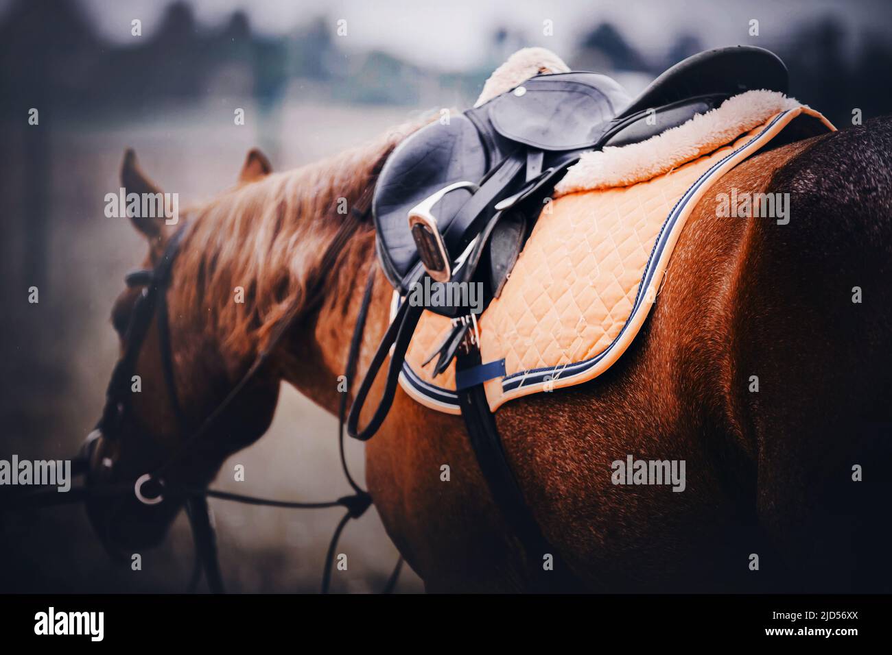 A rear view of a sorrel pony with a saddle and an orange valtrap on its ...