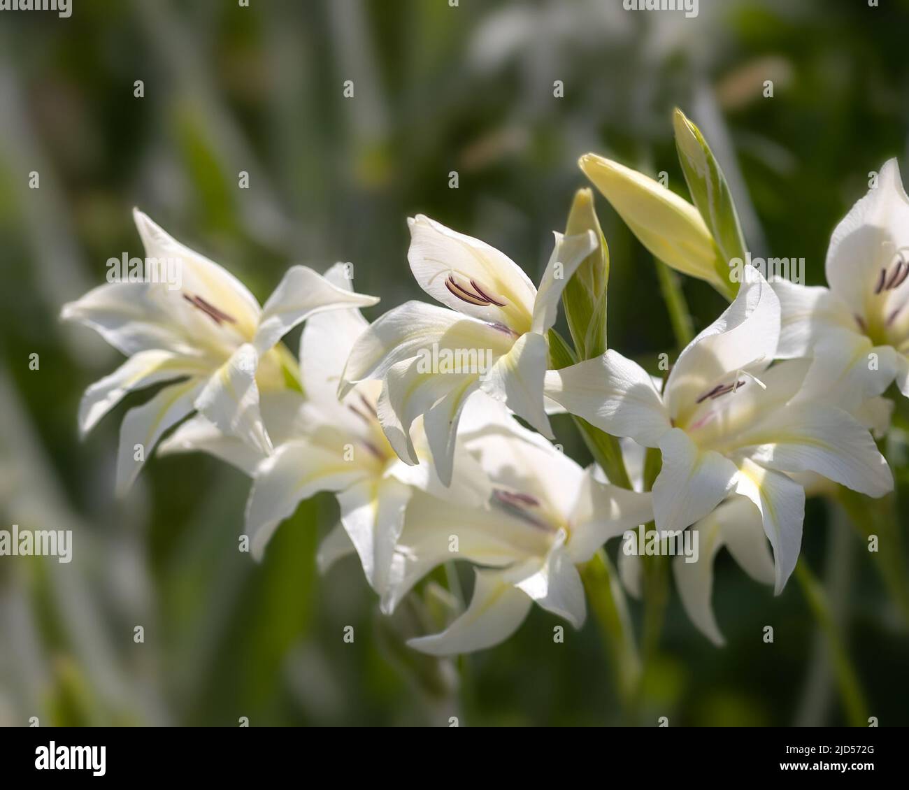 Gladiolus the bride hi-res stock photography and images - Alamy