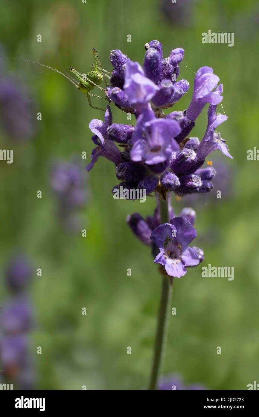 Green long-legged bug sits on a blooming and fragrant lavender flower ...