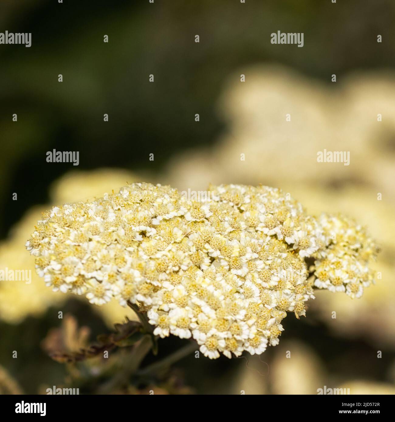 Egyptian yarrow hi-res stock photography and images - Alamy